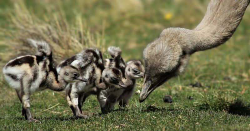 Flightless bird facing mass extinction given second chance with rescue