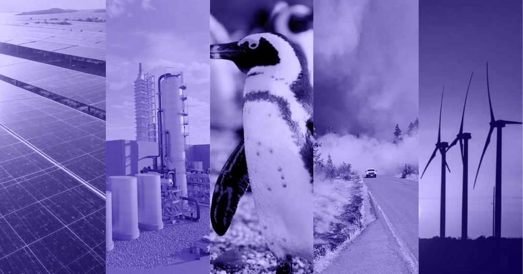 Good News This Week: March 22, 2025 - Penguins, Satellites, Basketball