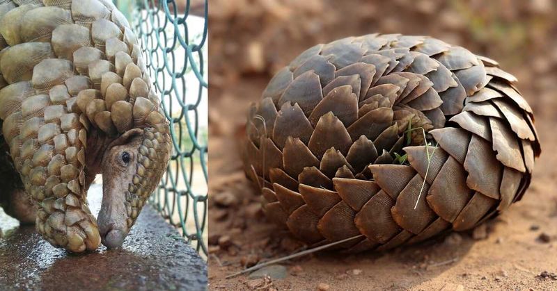 World's first 'Pangolarium' rehabilitates endangered species