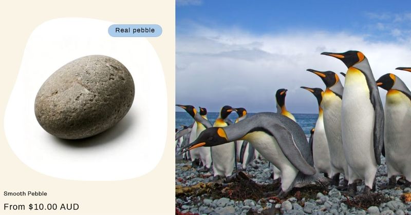 You can buy a pebble from the 'tariffed' Heard Island penguins