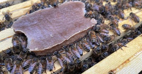 Bees get key nutrients from new pollen-replacing 'power bars'