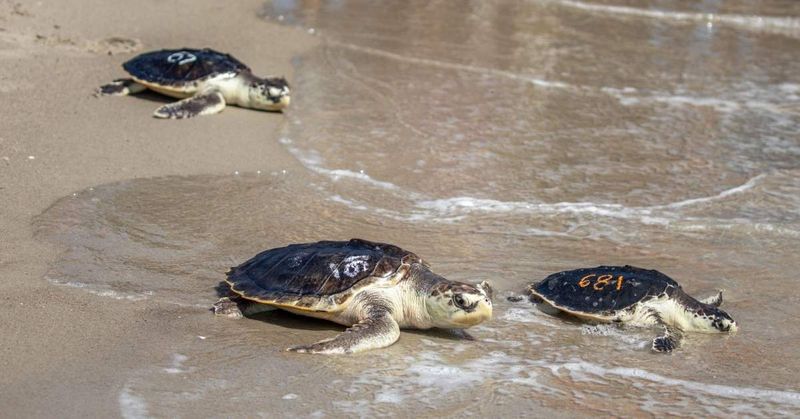 31 'cold-stunned' sea turtles released back to the Atlantic Ocean