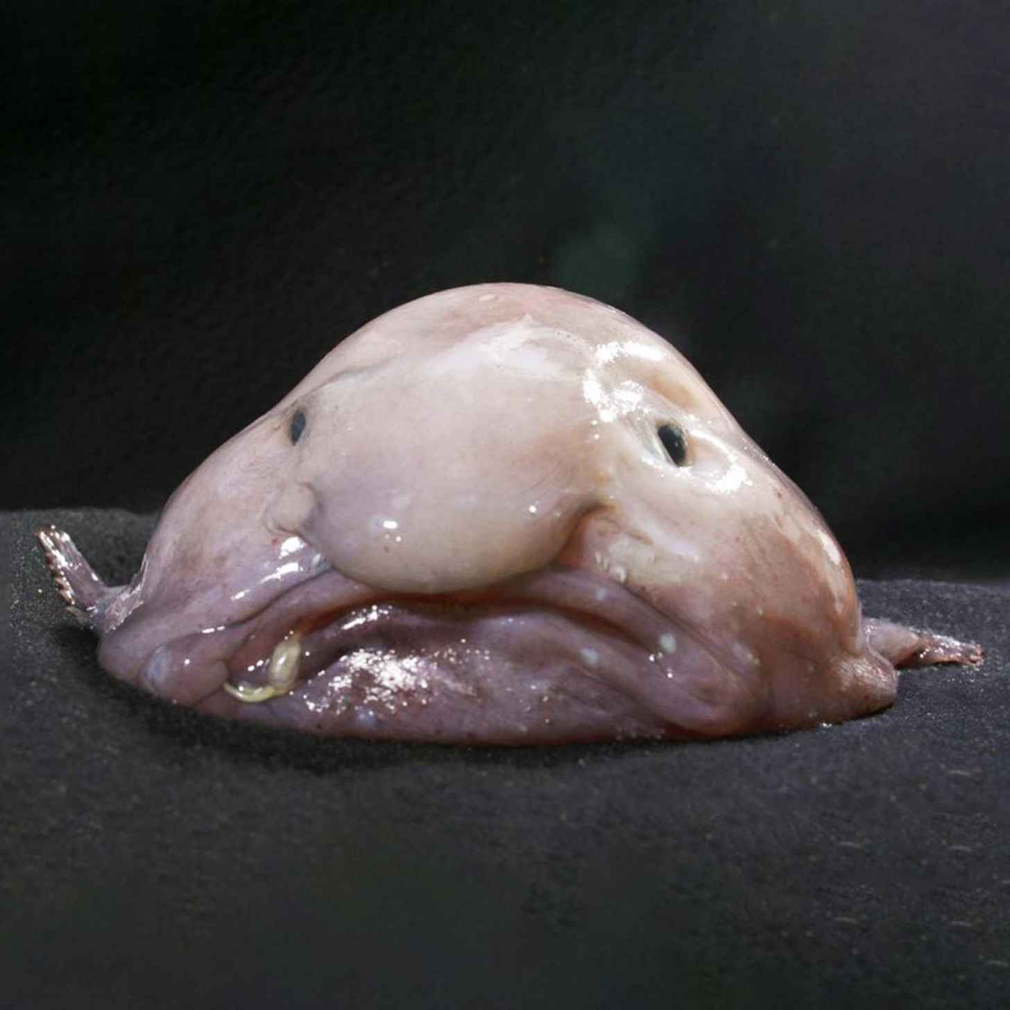 Blobfish Named Fish Of The Year After Being bullied His Whole Life Blobfish Named Fish Of The Year After Being bullied His Whole Life