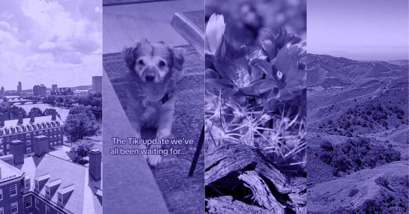 Good News This Week: May 31, 2025 - Penguins, Dogs, & Maps