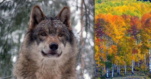 Aspens are thriving again in Yellowstone, thanks to wolves