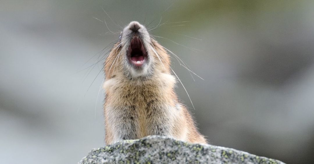 New species of Pika discovered in the Himalayas