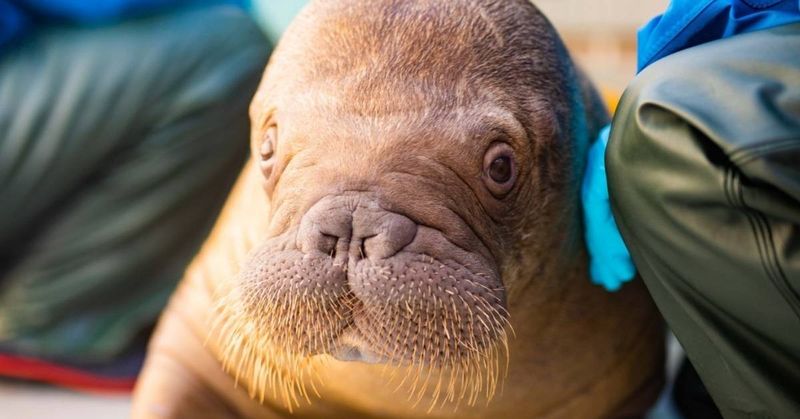 Orphaned baby walrus makes dramatic recovery