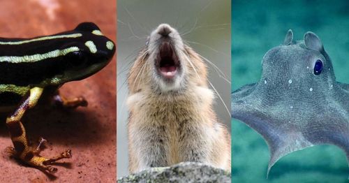 9 stunning new species scientists discovered in 2025