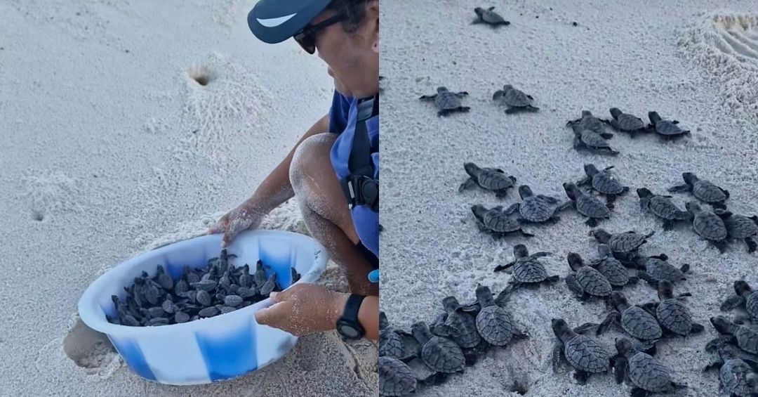 Hundreds of turtle hatchlings released in the Seychelles