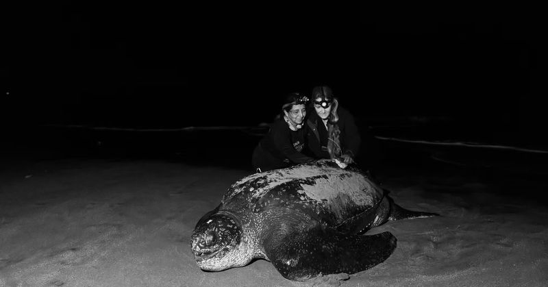 Scientists follow 2,000-pound sea turtle with tracking device
