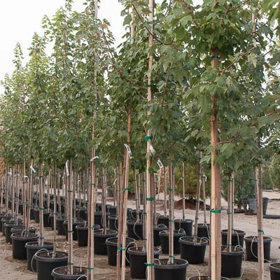 Redpointe™ Maple Tree | Garden Gate Nursery