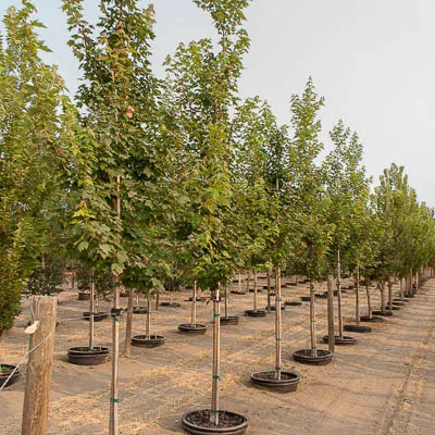 Sun Valley Maple Tree | Garden Gate Nursery