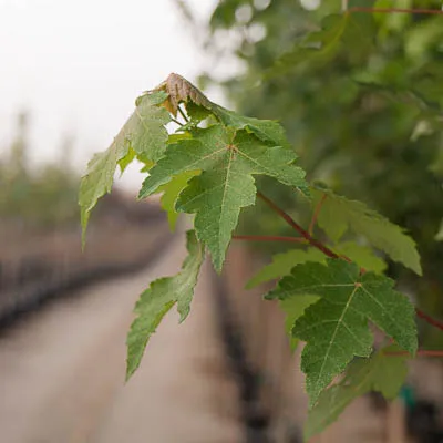 The Flashfire Maple Tree is as Sweet as Can Be | Garden Gate Nursery