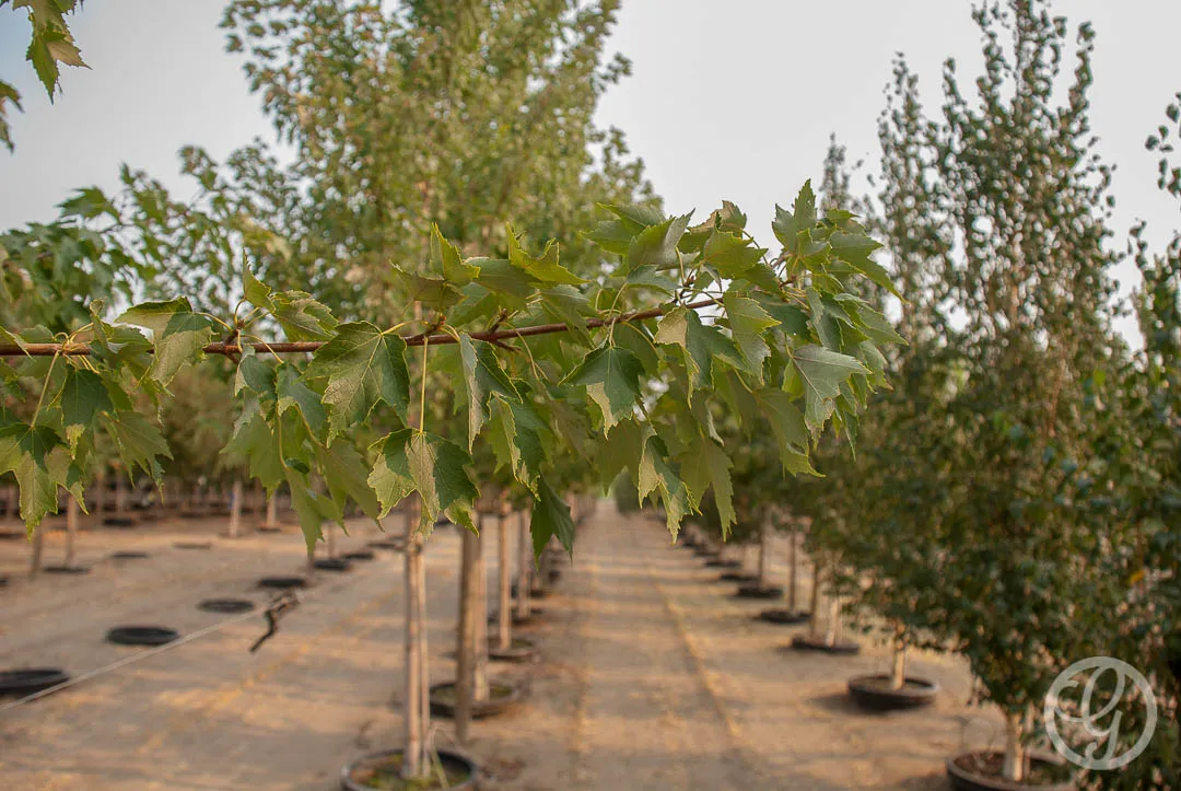 Autumn Radiance Maple Tree | Garden Gate Nursery