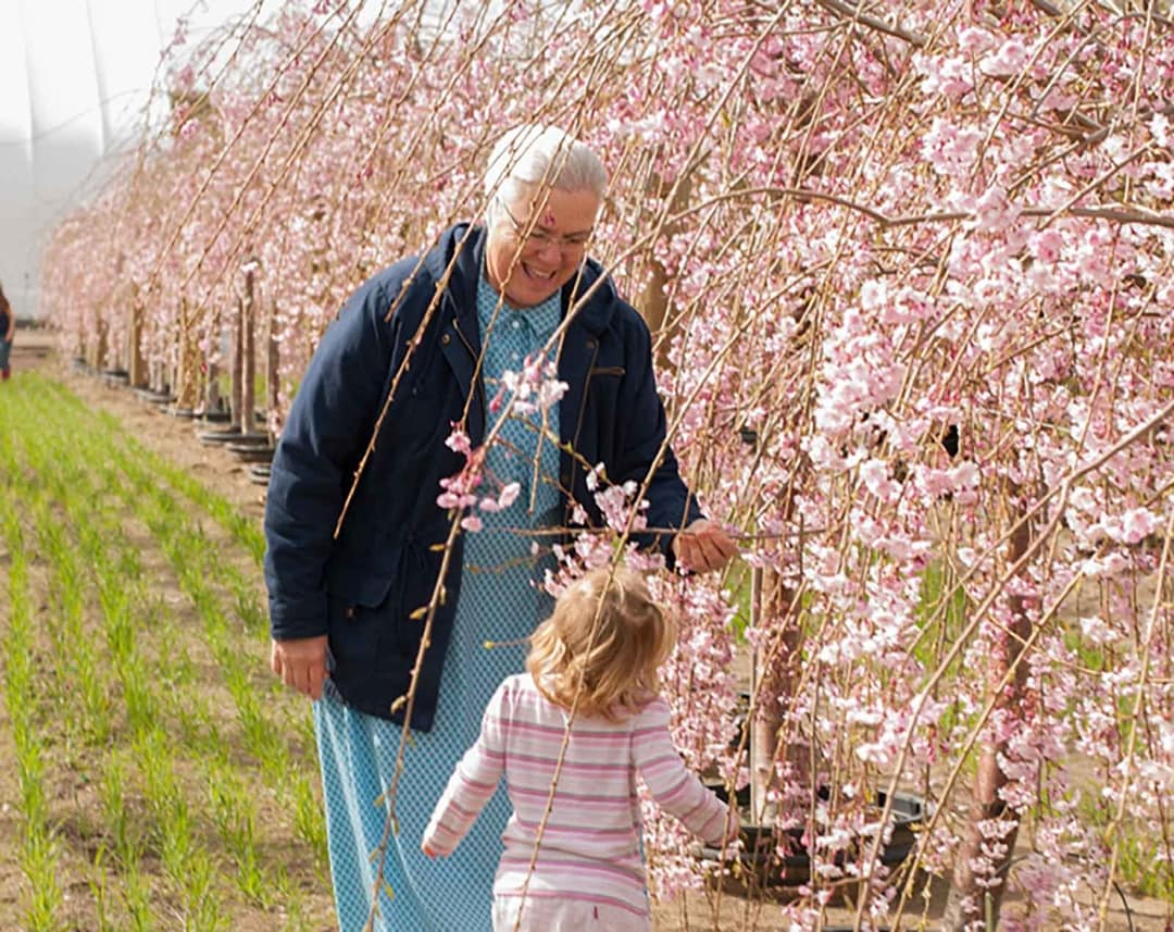 Pink Flair Cherry Tree | Garden Gate Nursery
