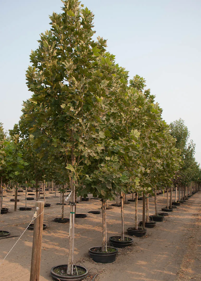 Exclamation Planetree | Garden Gate Nursery