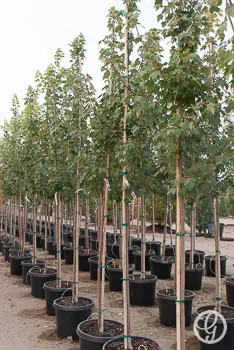 Burgundy Belle® Red Maple Tree | Garden Gate Nursery