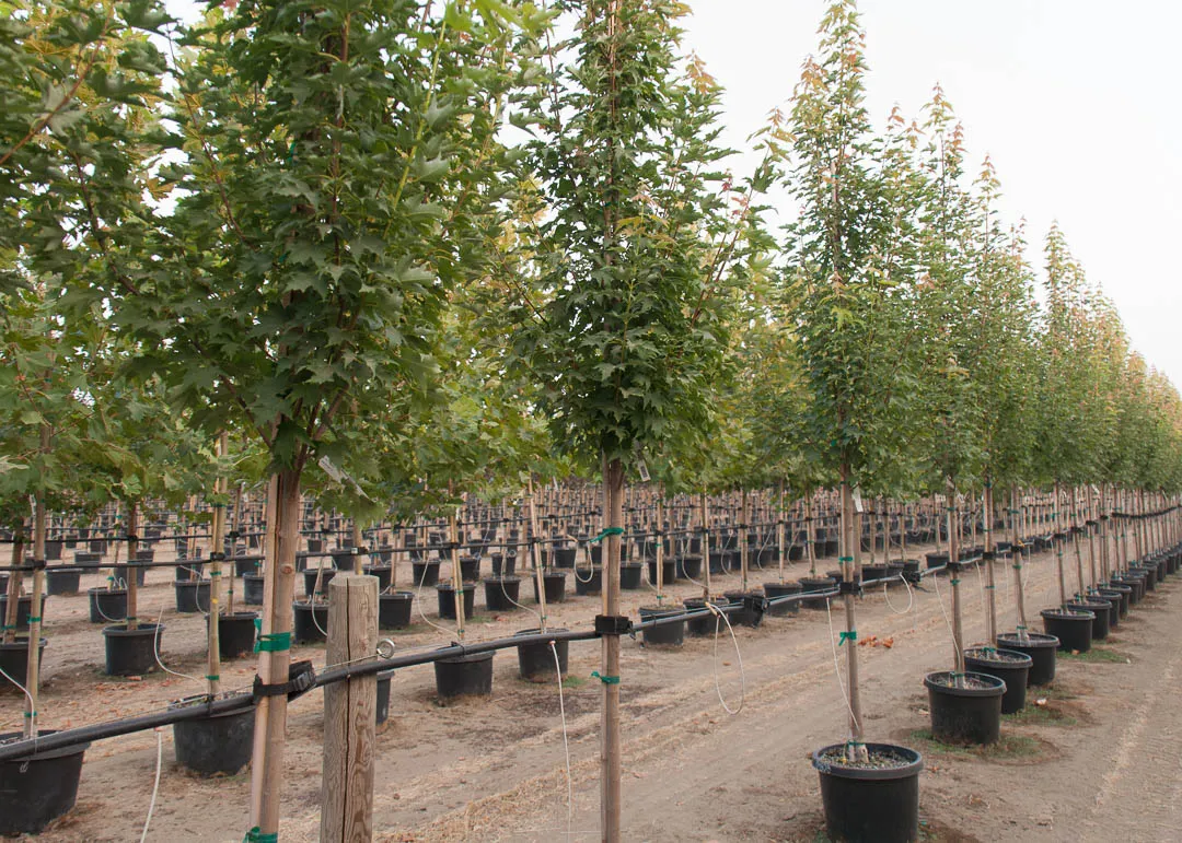 Armstrong Gold® Maple Tree | Garden Gate Nursery