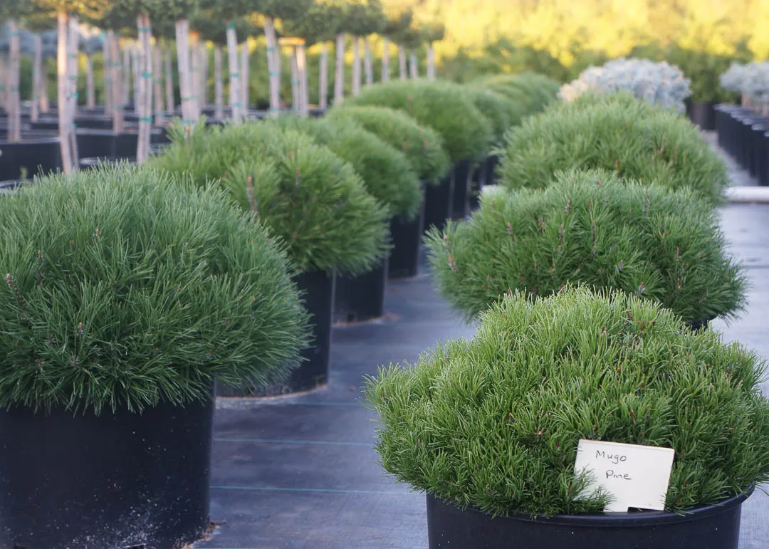 Mugo Pine | Garden Gate Nursery