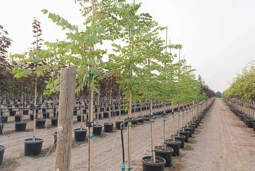 The Flashfire Maple Tree is as Sweet as Can Be | Garden Gate Nursery