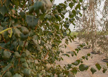 Dakota Pinnacle Birch Tree | Garden Gate Nursery