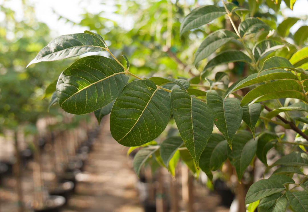 The Frontier Elm Lights Up the Whole Sky | Garden Gate Nursery
