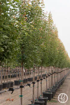Armstrong Gold® Maple Tree | Garden Gate Nursery