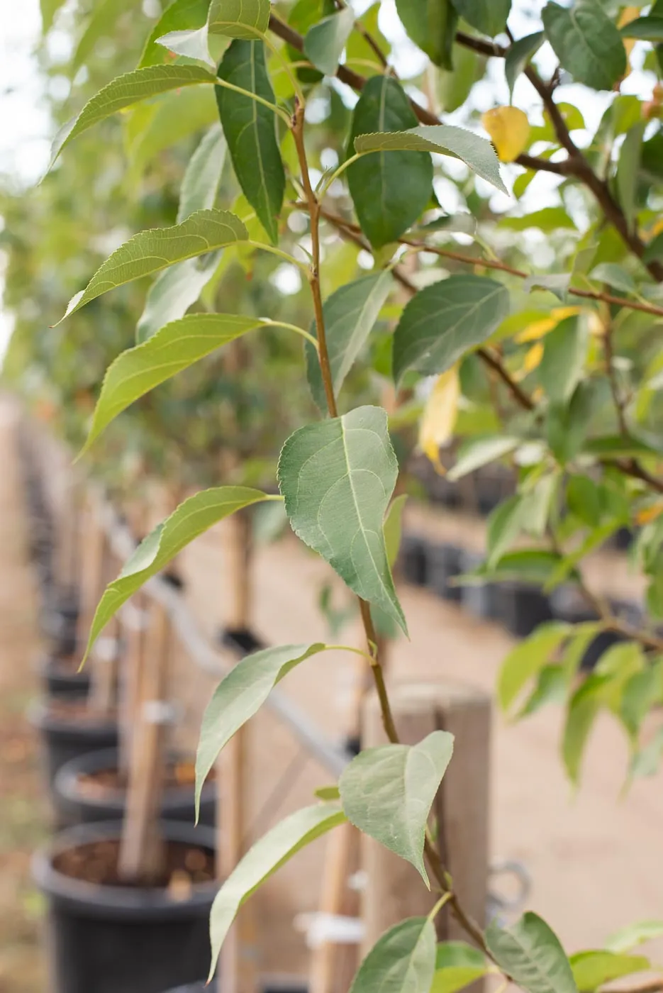 Starlite® Flowering Crabapple | Garden Gate Nursery