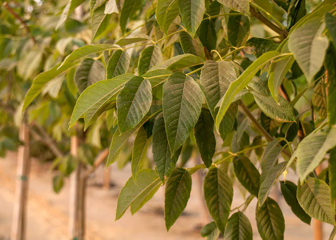 Autumn Purple® White Ash Tree | Garden Gate Nursery