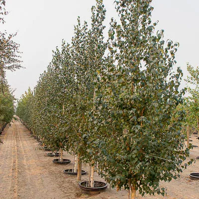 Dakota Pinnacle Birch Tree | Garden Gate Nursery
