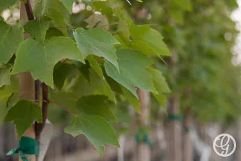 Armstrong Gold® Maple Tree | Garden Gate Nursery