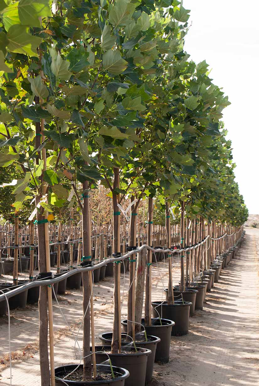 Introducing the Emerald City® Tulip Tree | Garden Gate Nursery