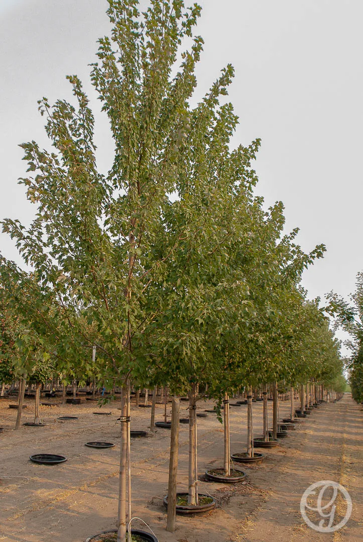 Autumn Radiance Maple Tree | Garden Gate Nursery