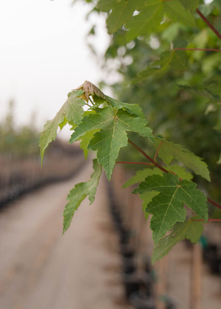 Five Maple Trees We Love and Won't Disappoint. | Garden Gate Nursery