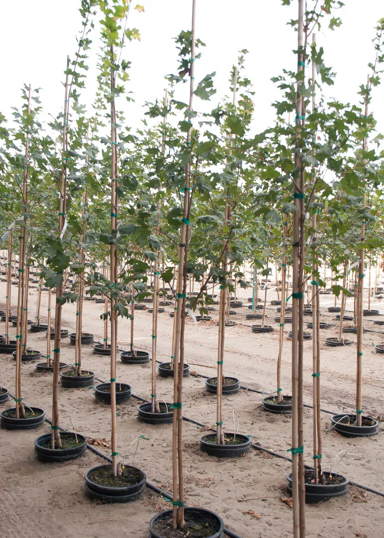 Flashfire® Maple Tree | Garden Gate Nursery