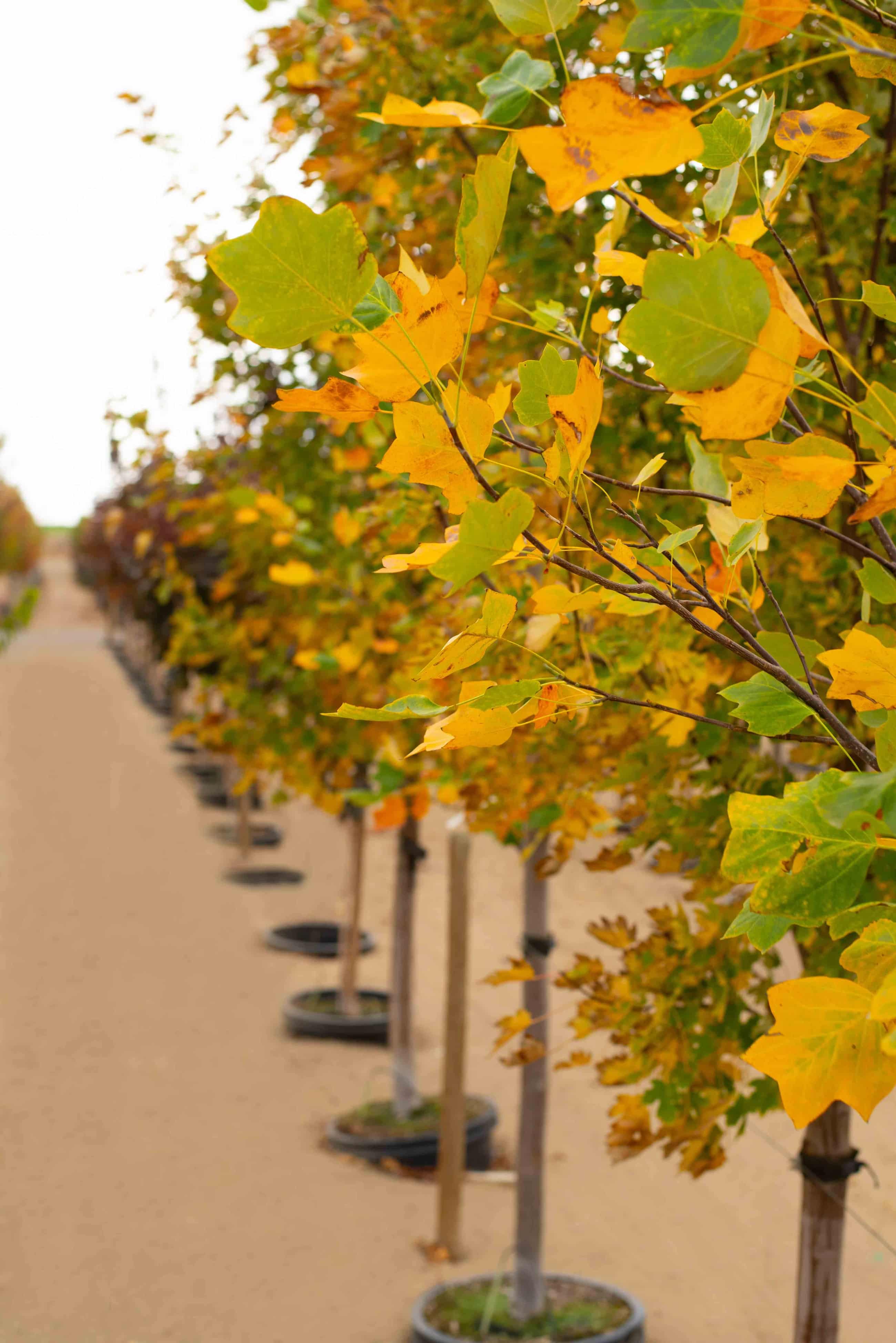 Emerald City Tulip Tree | Garden Gate Nursery
