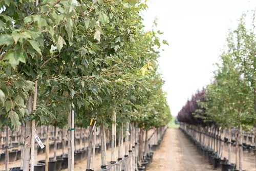 Sun Valley Maple Tree | Garden Gate Nursery