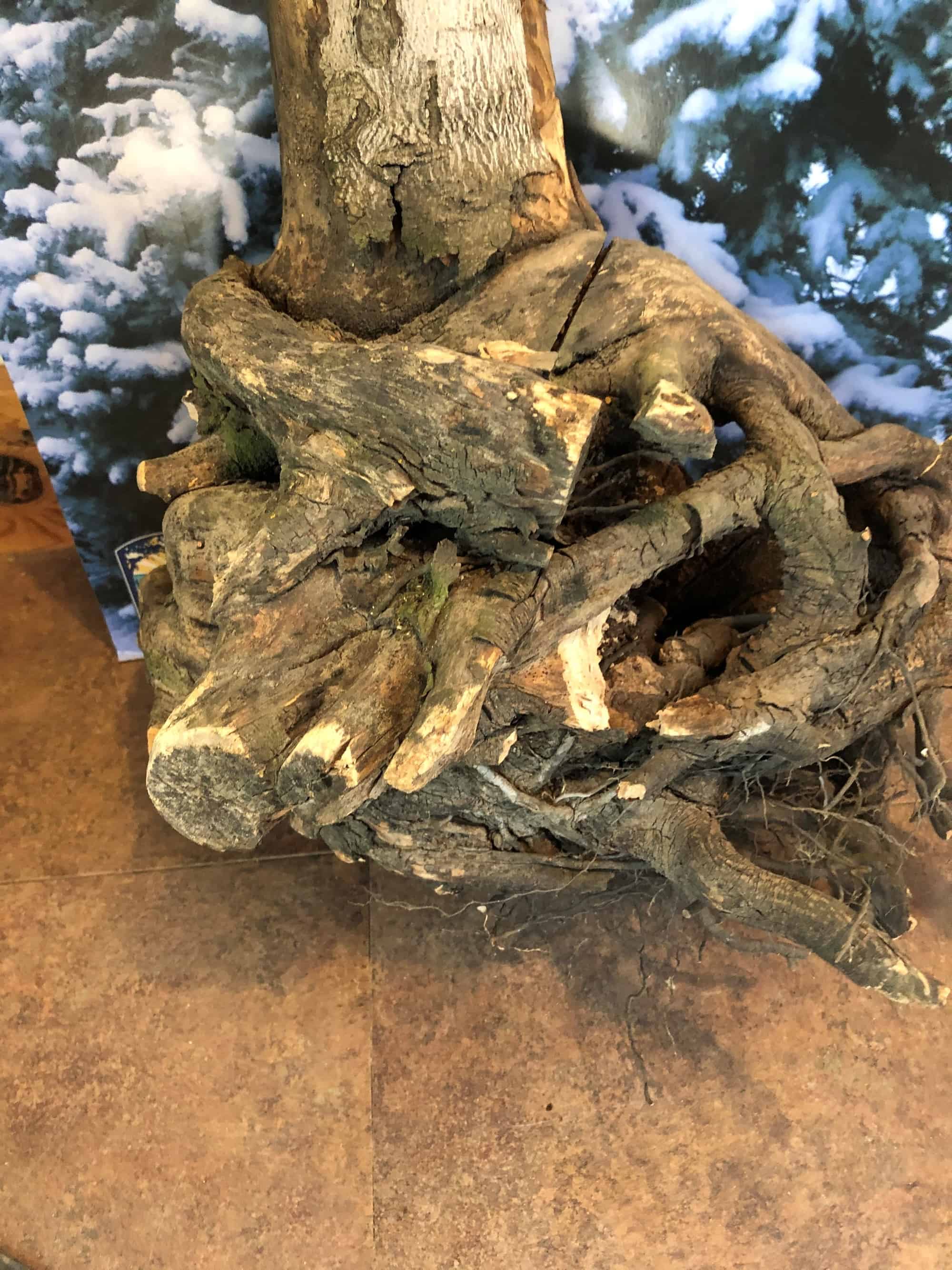 5 Trees that are a Great fit for Golf Courses | Garden Gate Nursery