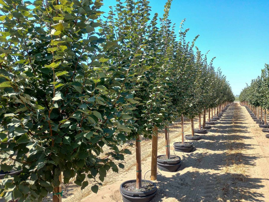 Harvest Gold Linden Tree | Garden Gate Nursery