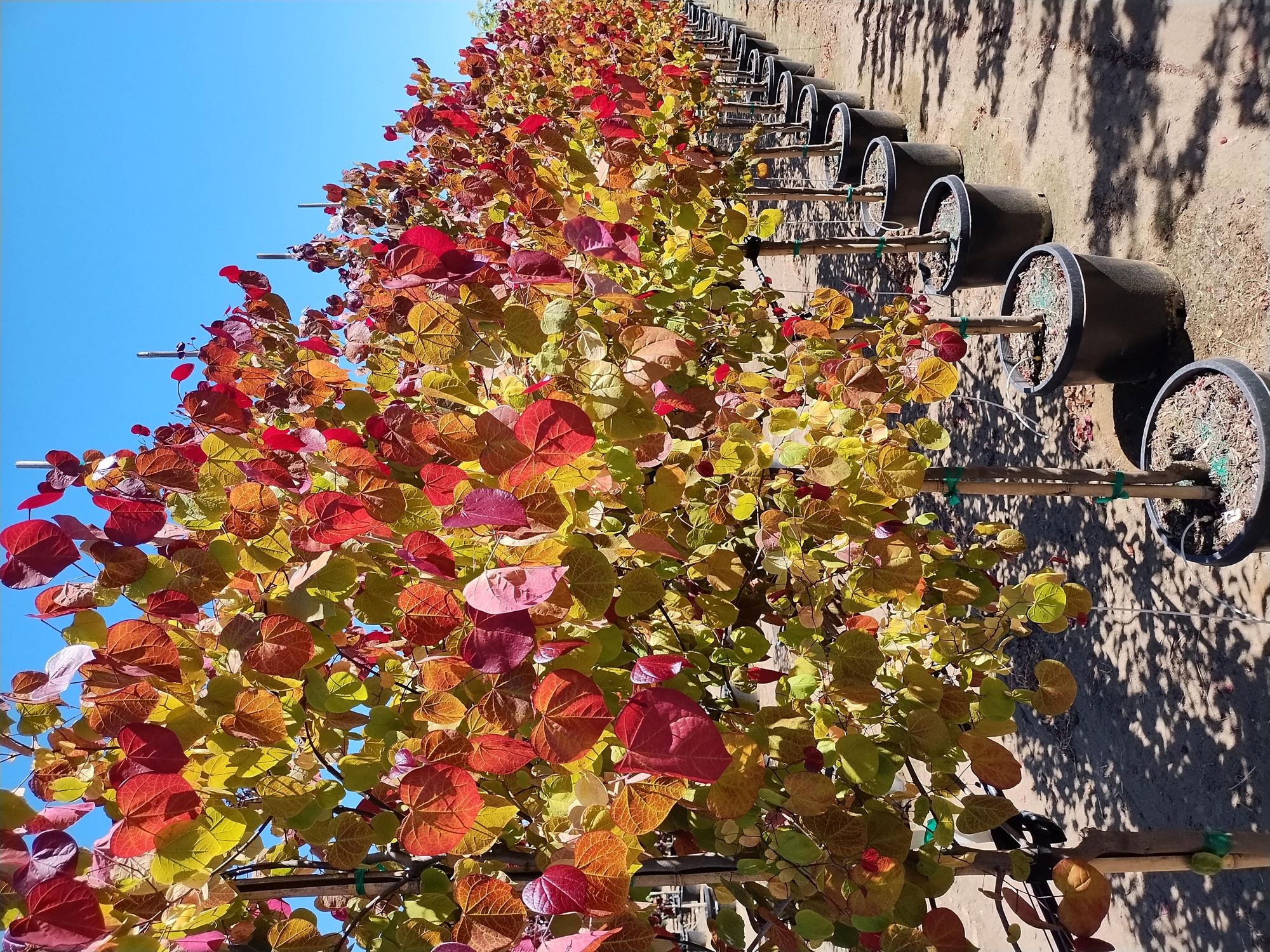 Flame Thrower® Redbud | Garden Gate Nursery