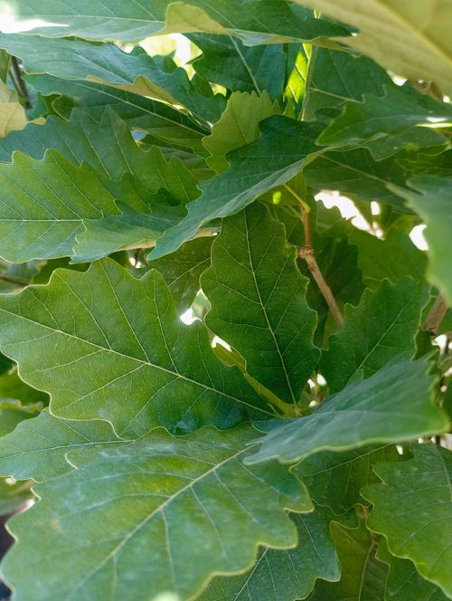 Beacon® Oak | Garden Gate Nursery