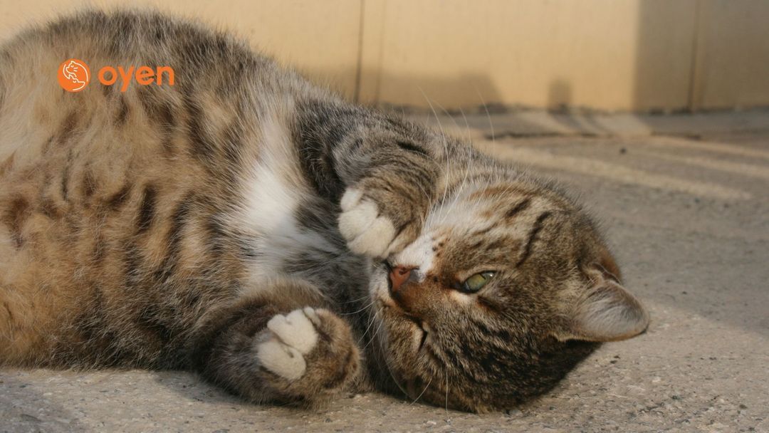 Panduan Vaksin Kucing: Apa Yang Anda Perlu Tahu