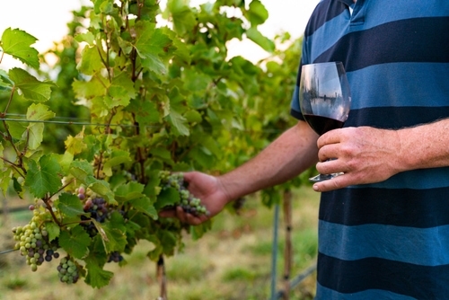 JM Cellars