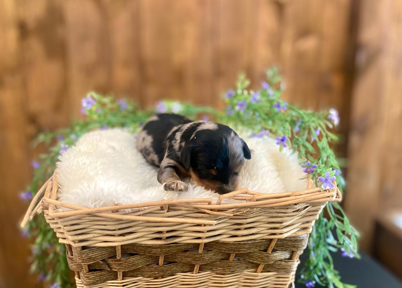 Puppies | Agape Kennel | Elmira, Ontario