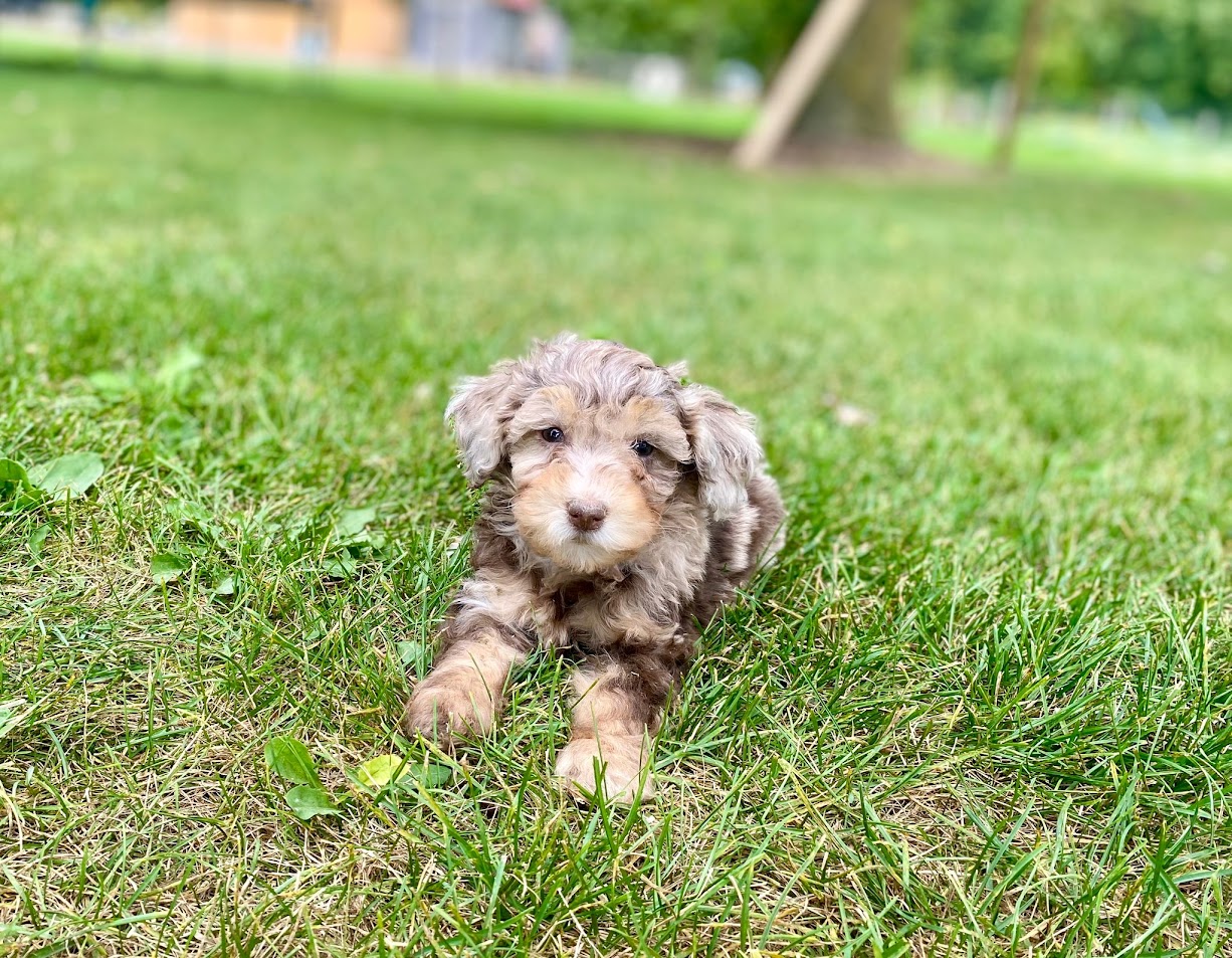 Puppies | Agape Kennel | Elmira, Ontario