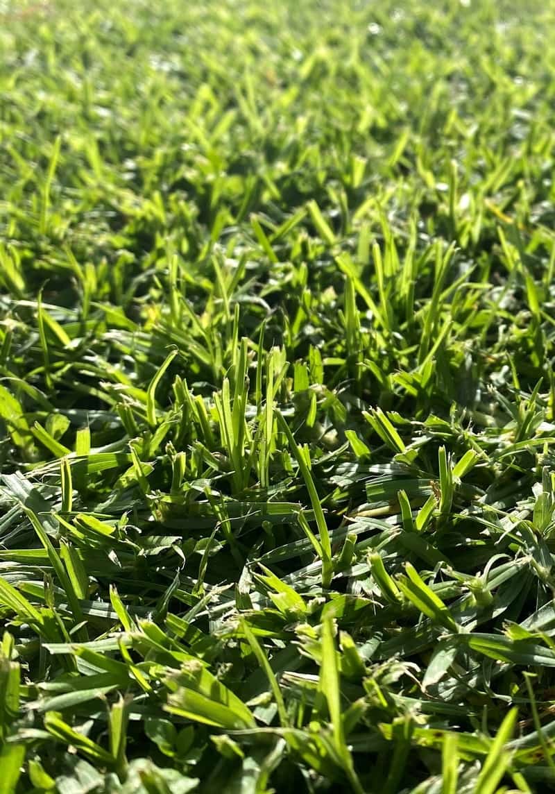 Melbourne's Premium Instant Lawn & Turf Supplier | HG Turf Group