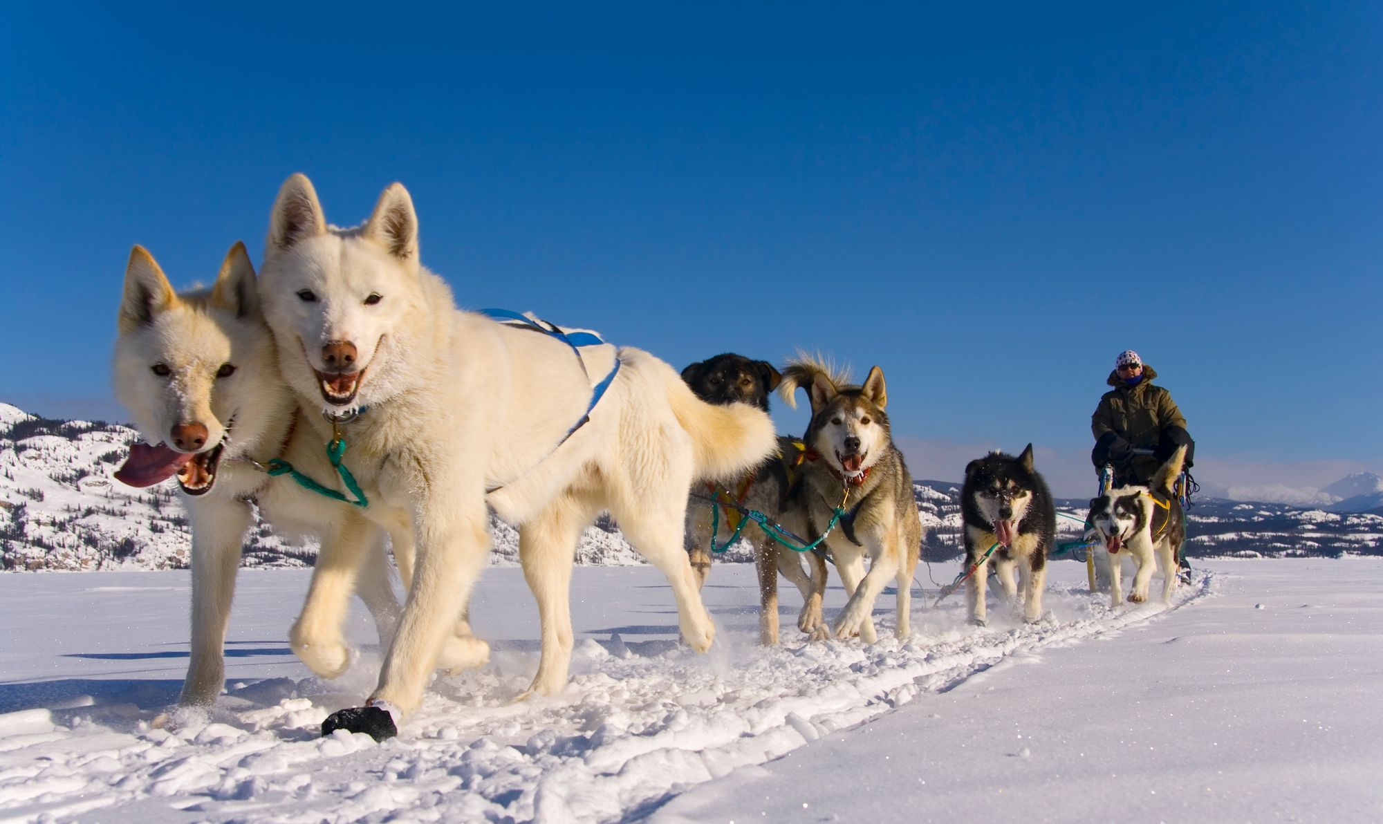 Northern Tales - Yukon Journeys