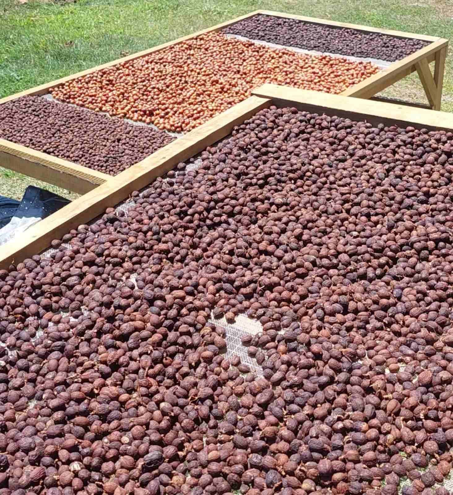 ONA Coffee to boost Fiji’s coffee industry
