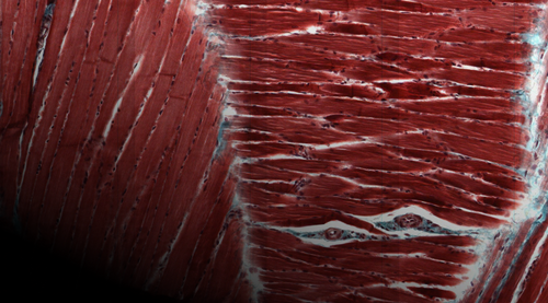 Revolutionising Biomedical Education - Best Network