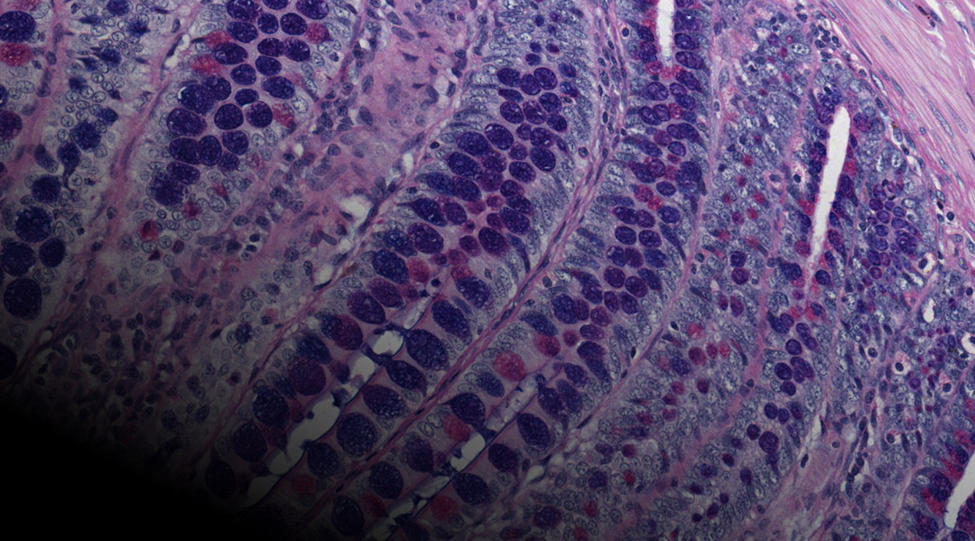 Revolutionising Biomedical Education - Best Network